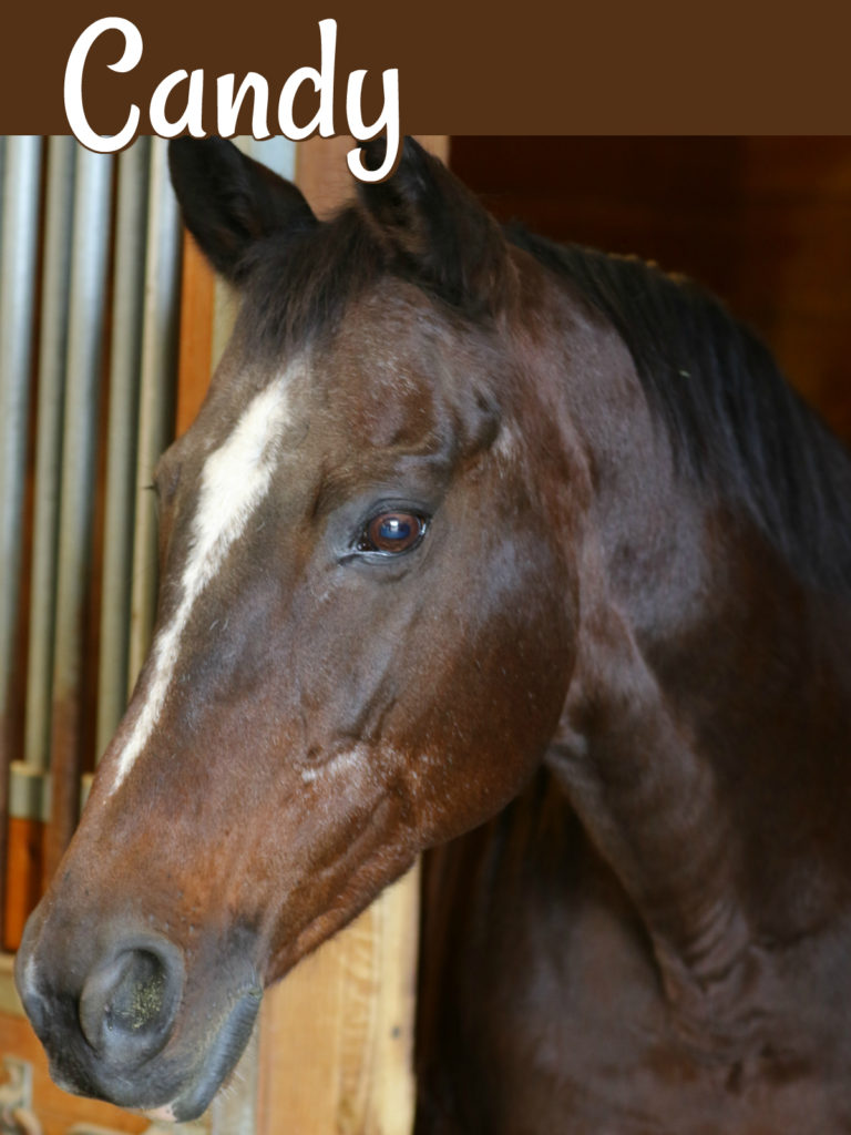 Horses - Ready Set Ride