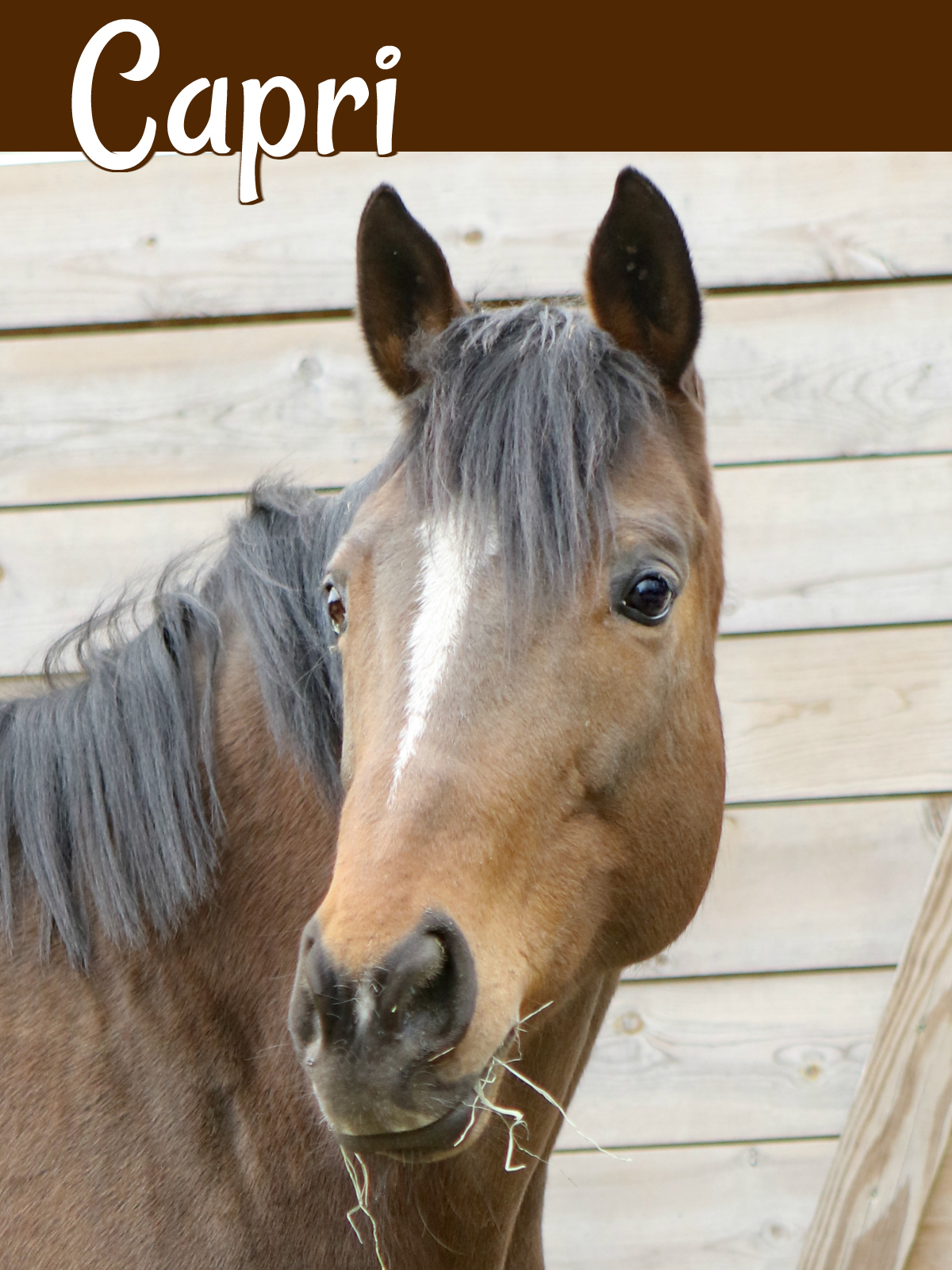 Horses - Ready Set Ride